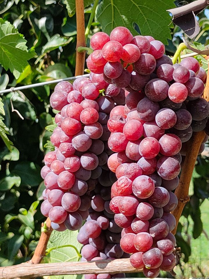 Busuioaca vânătă de Bohotin-Huși (en) – Vie si Vin