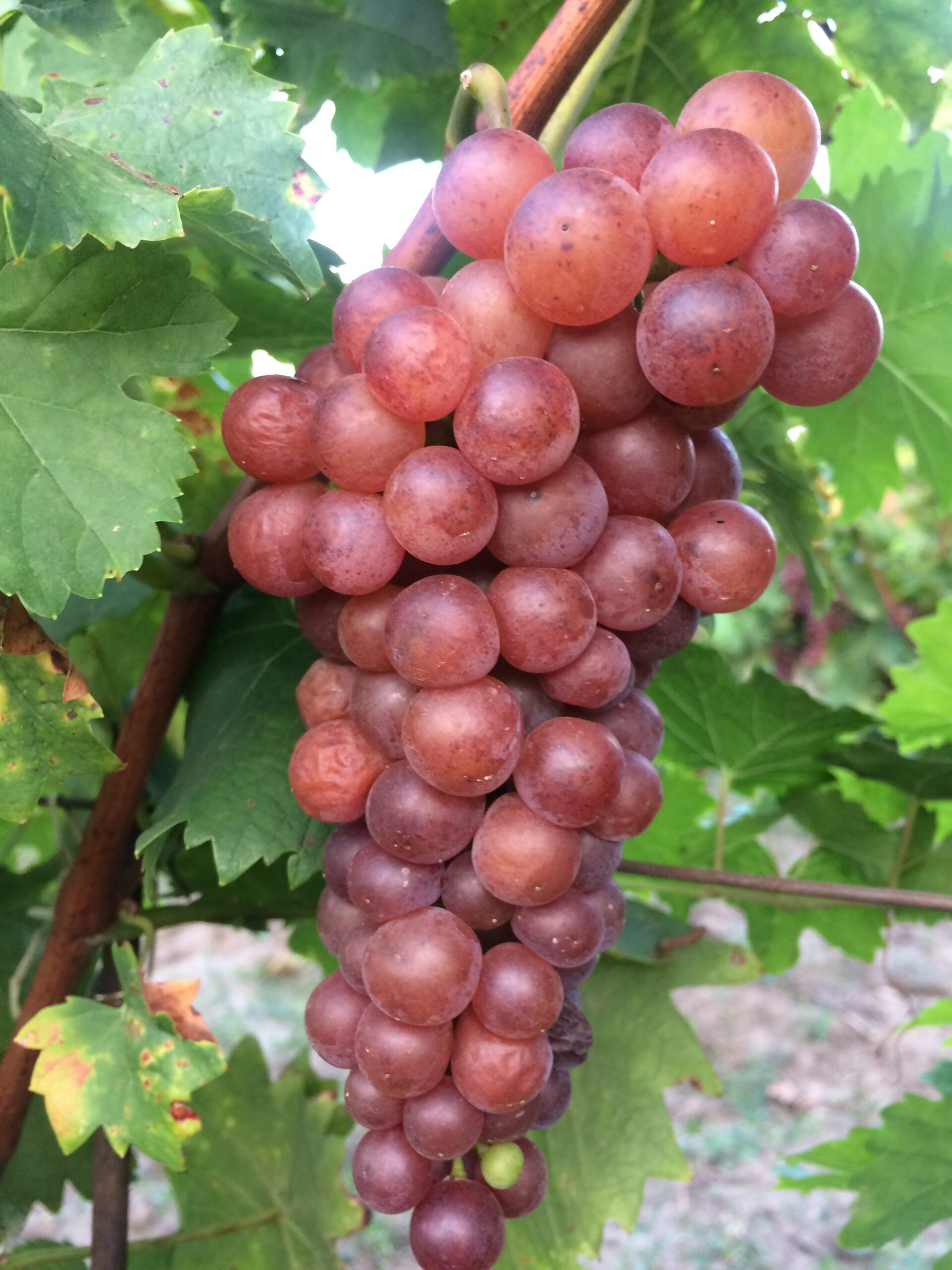 Busuioaca vânătă de Bohotin-Huși (en) – Vie si Vin